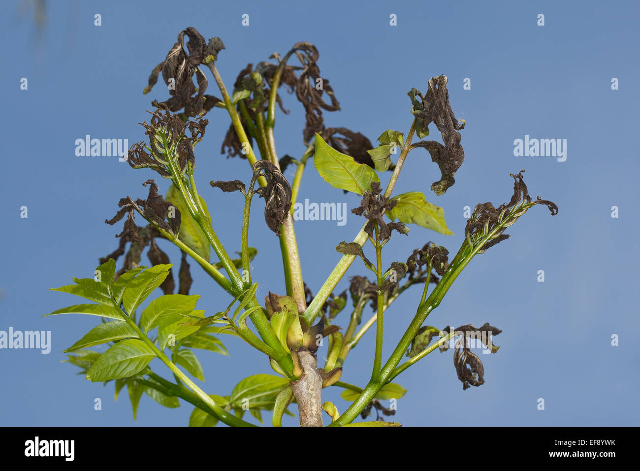 Common Ash, European Ash, frost damage, night frost, Gemeine Esche ...