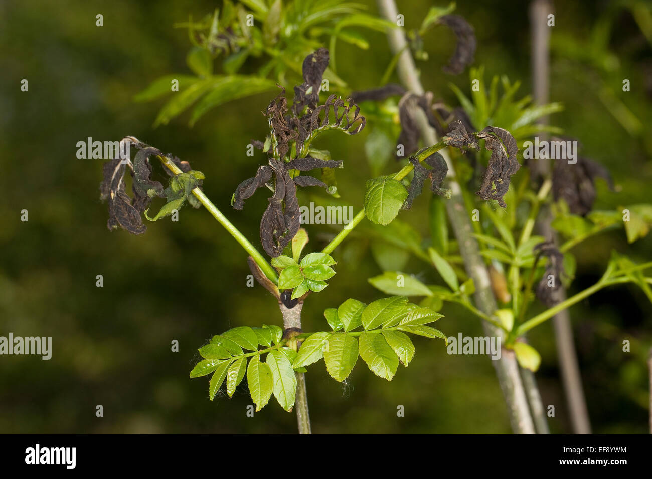 Frost damage hi-res stock photography and images - Alamy