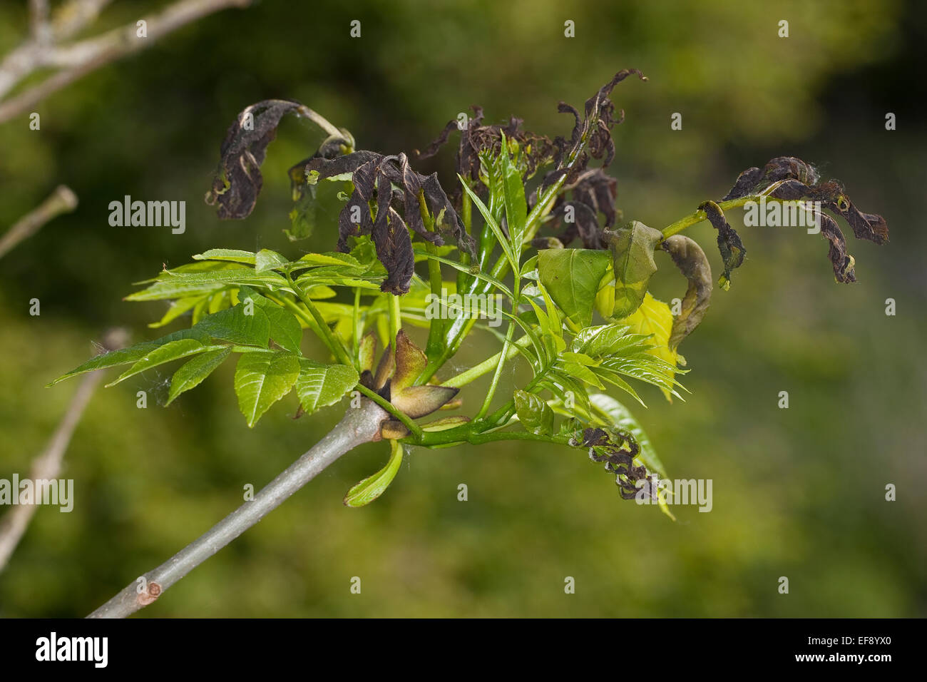 Common Ash, European Ash, frost damage, night frost, Gemeine Esche ...