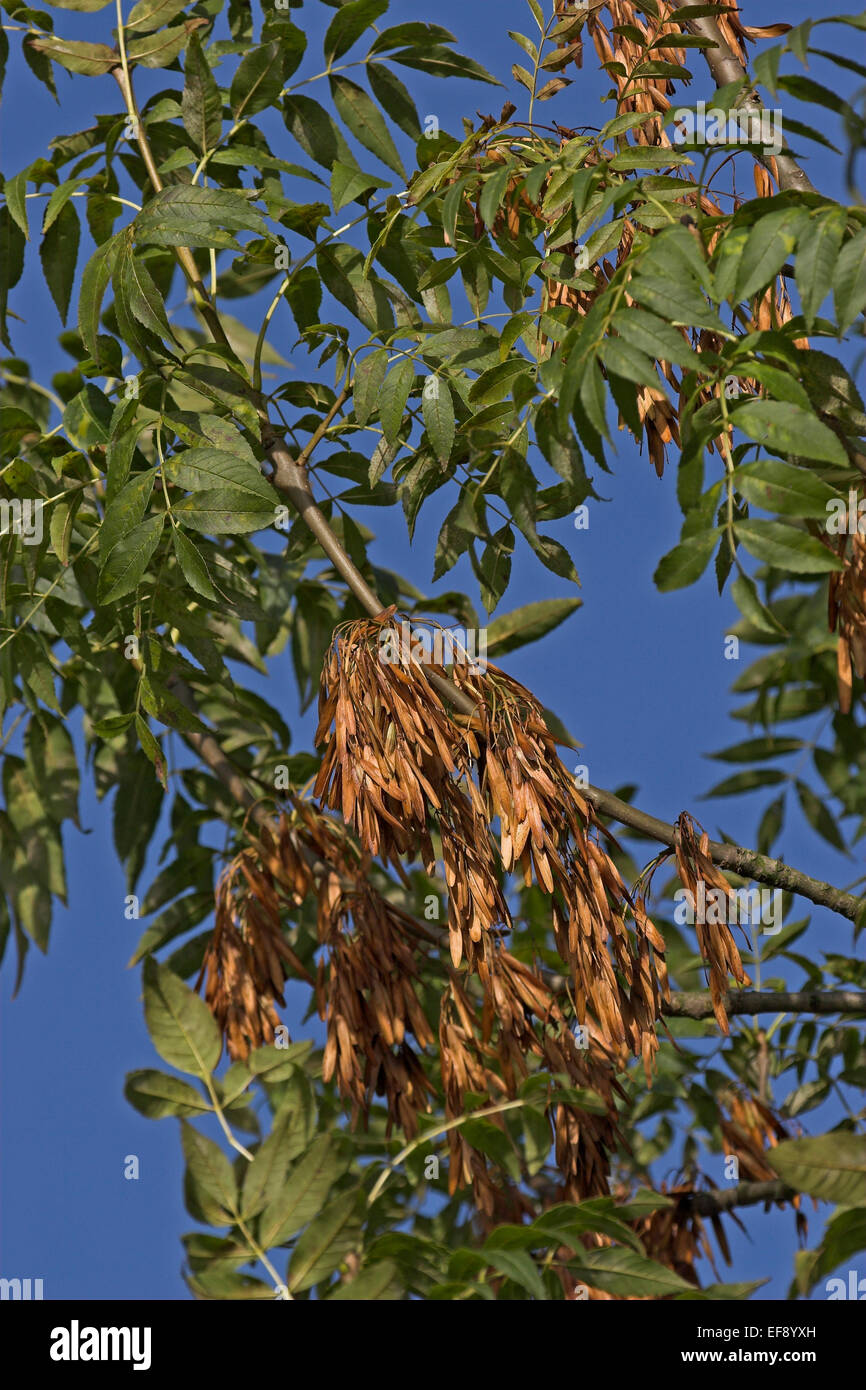 Gemeine esche hi-res stock photography and images - Alamy