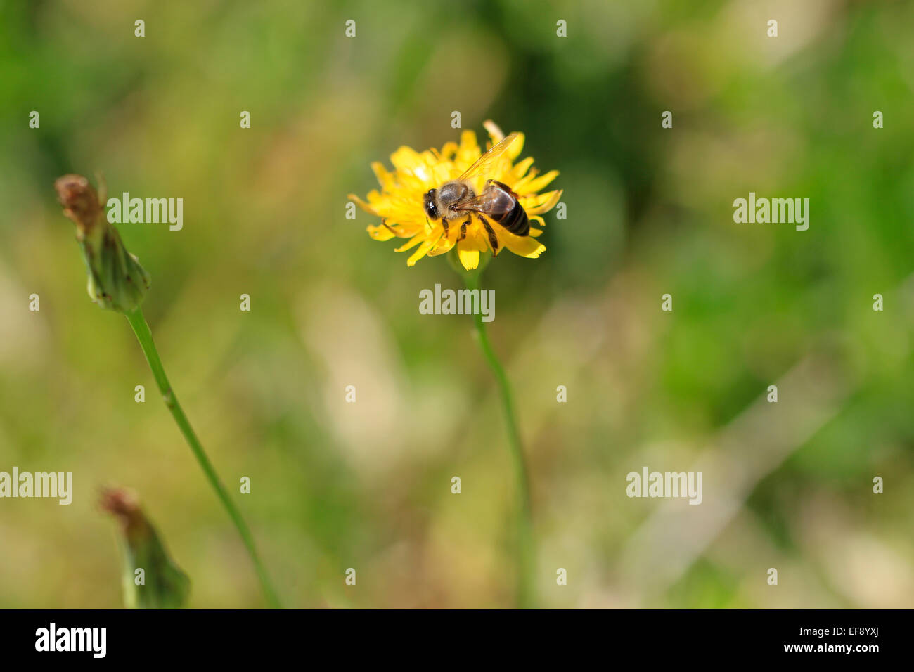 African honey bee (Apis mellifera scutellata) pollinating Yellow ...