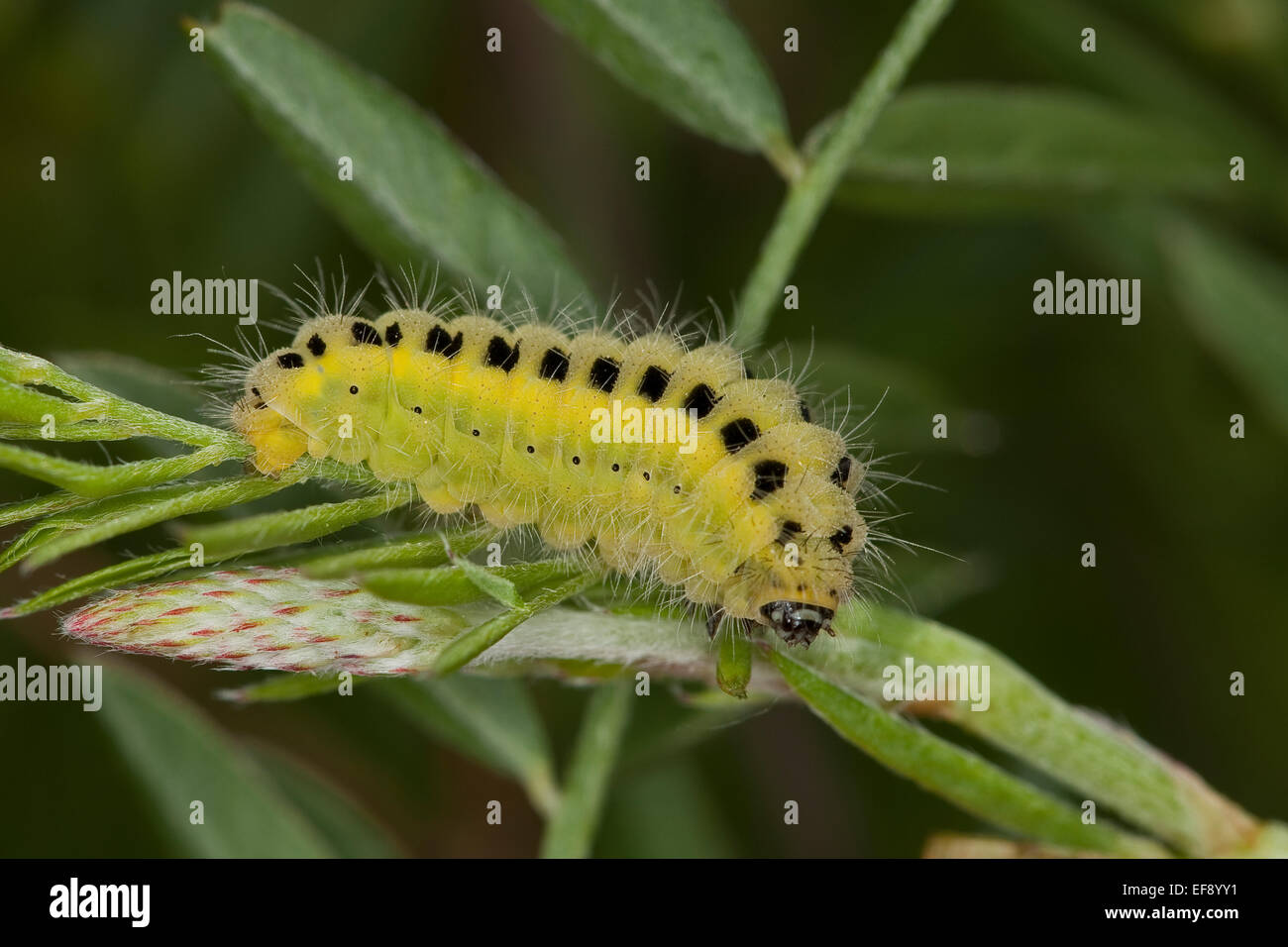 Blood Droplet Burnet, Six-spot Burnet, caterpillar, Esparsetten ...