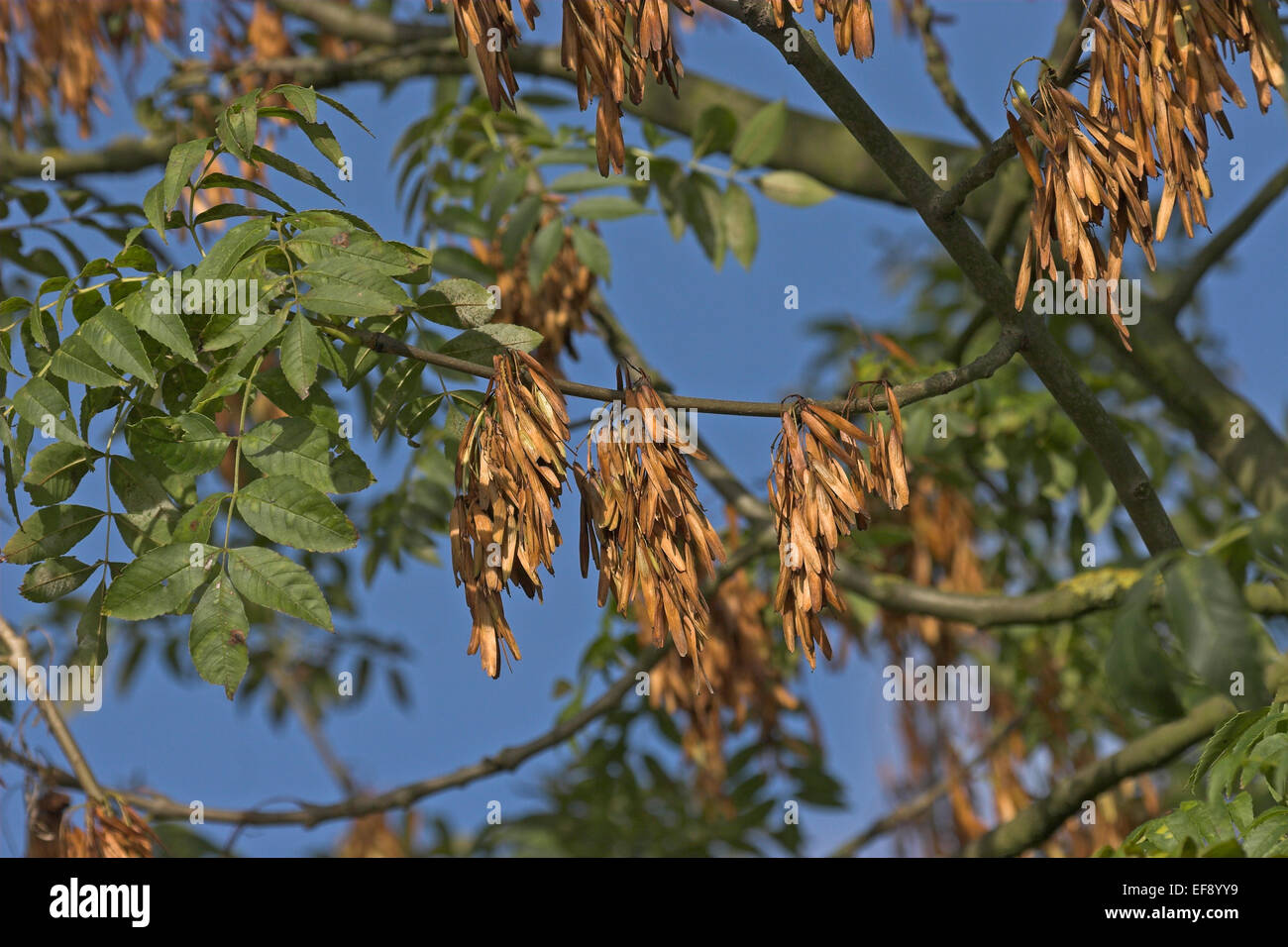 Common Ash, European Ash, fruit, Gemeine Esche, Gewöhnliche Esche ...