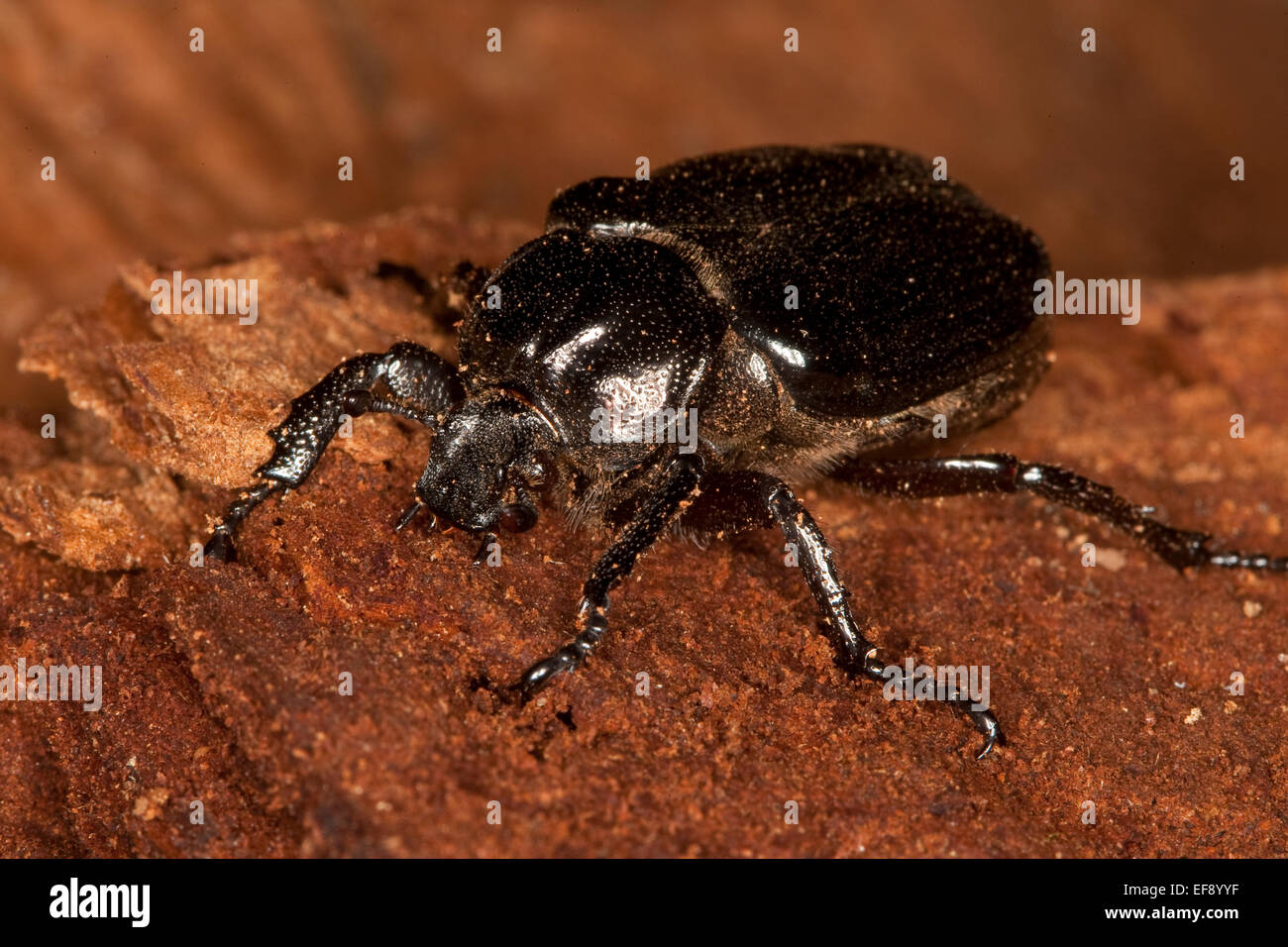 Leather beetles hi-res stock photography and images - Alamy