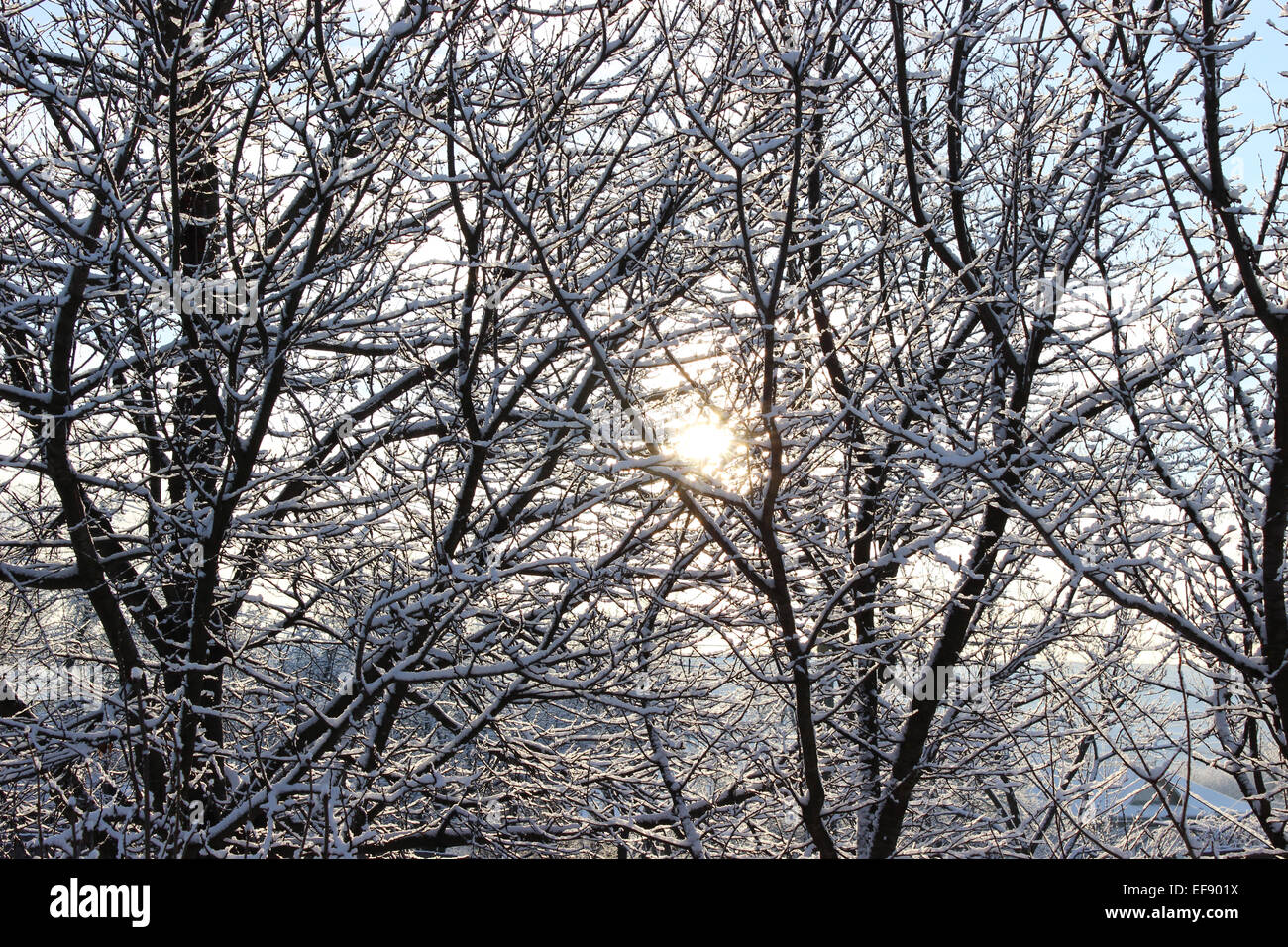 Trees with snow in the winter season Stock Photo - Alamy