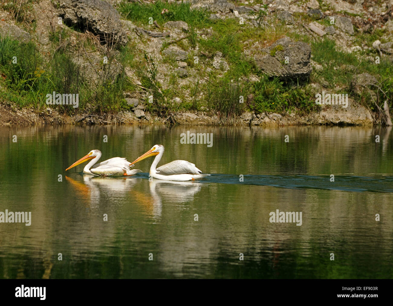 Two pelican swimming in a lake Stock Photo - Alamy