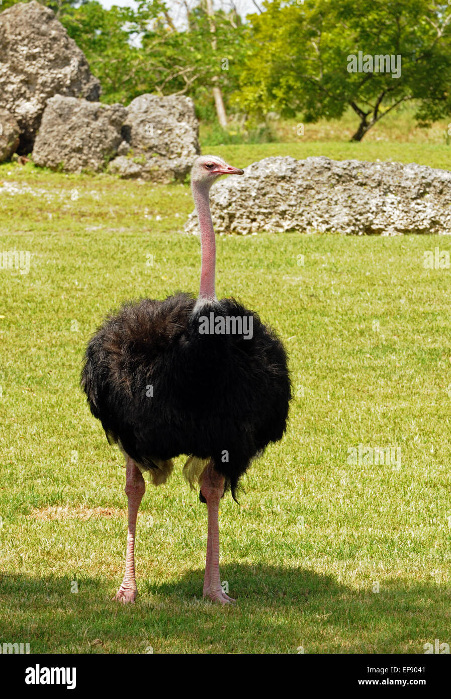African ostrich (Struthio camelus) in natural environment Stock Photo ...