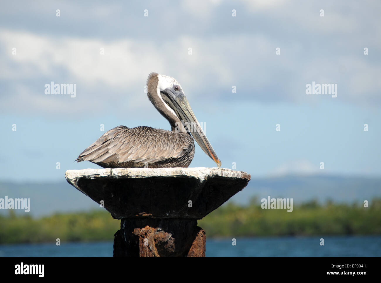 Pelican sitting hi-res stock photography and images - Alamy