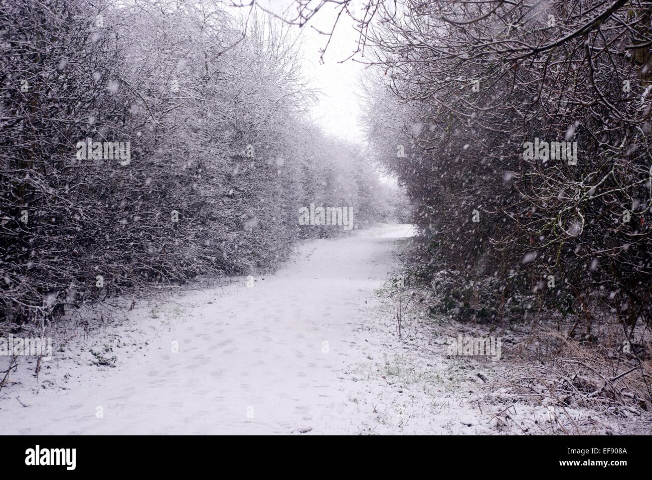 Manchester, UK. 29th January, 2015. UK Weather: Heavy snow falls in ...