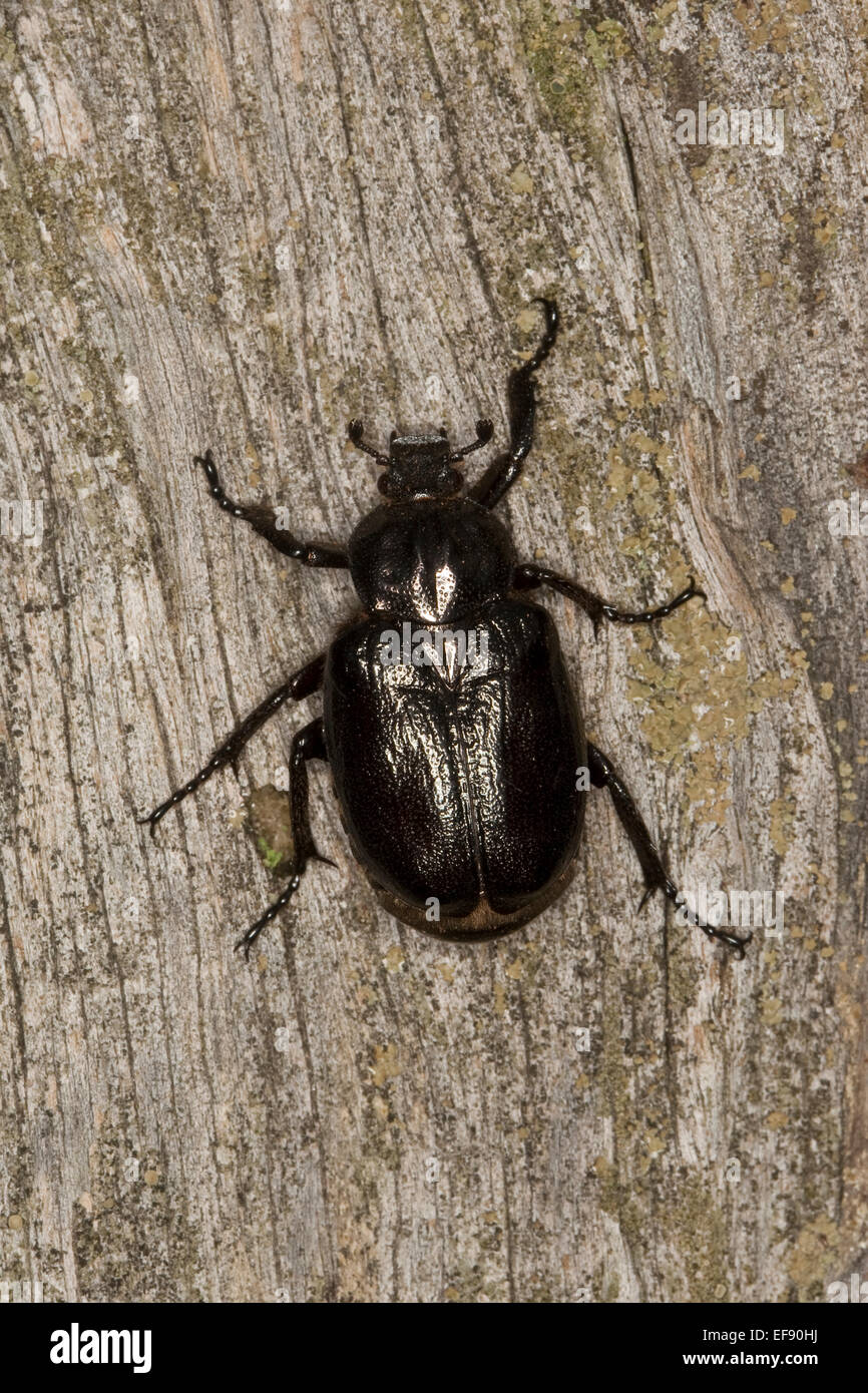 Leather beetles hi-res stock photography and images - Alamy