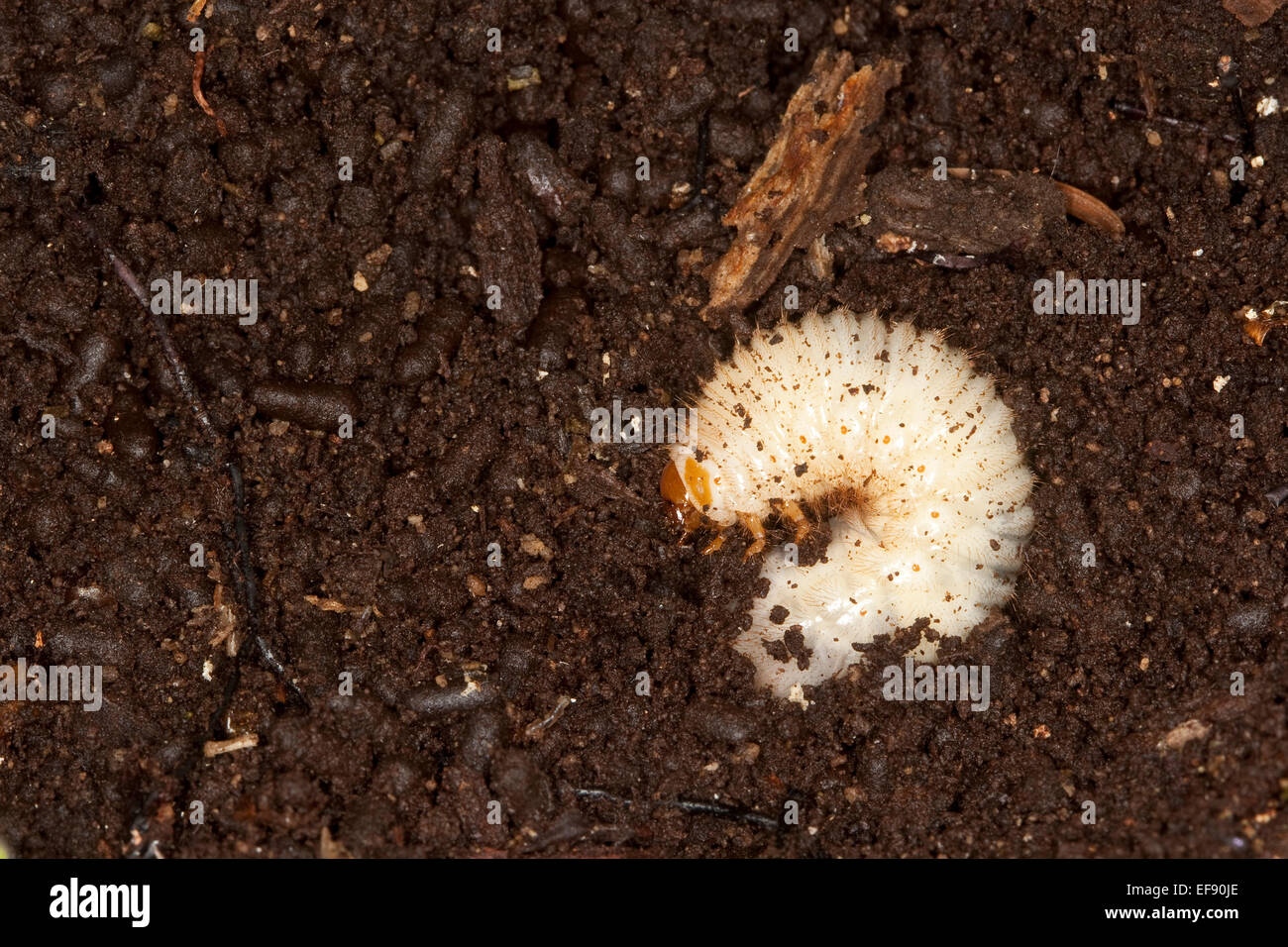 Leather beetles hi-res stock photography and images - Alamy