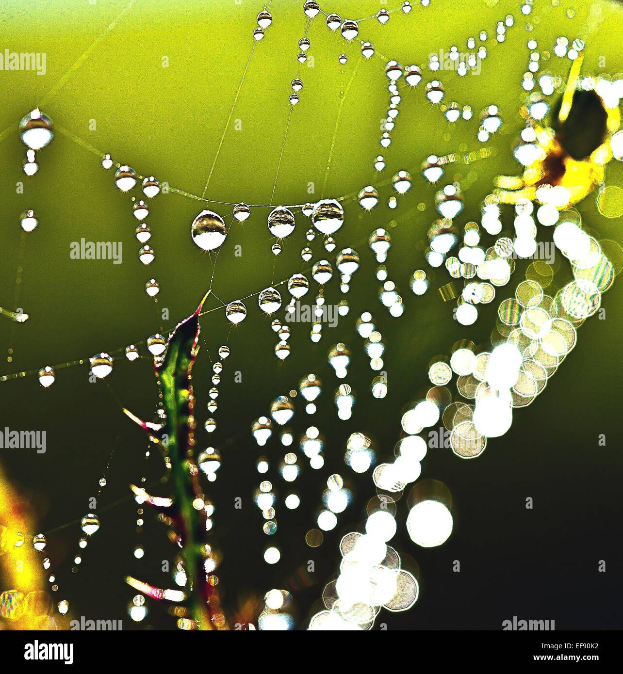 Cobweb web hi-res stock photography and images - Alamy