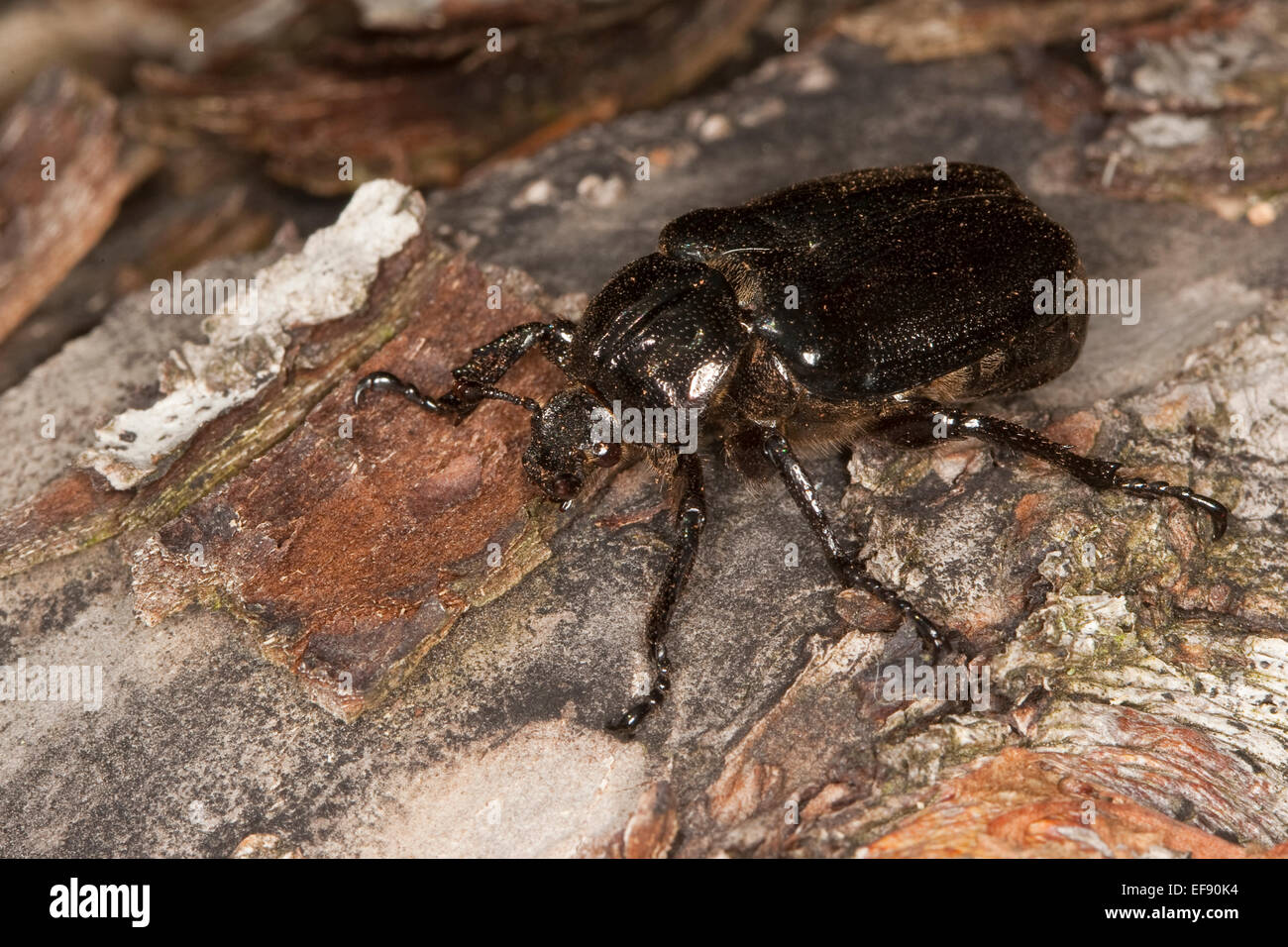 Hermit beetle, Russian leather beetle, Eremit, Juchtenkäfer, Osmoderma ...