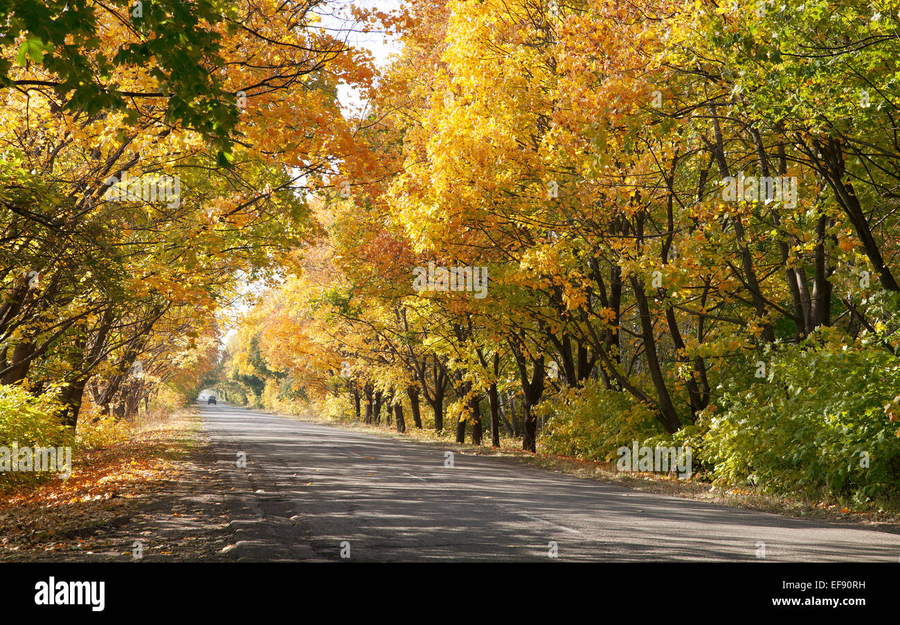 Wood autumn road hi-res stock photography and images - Alamy