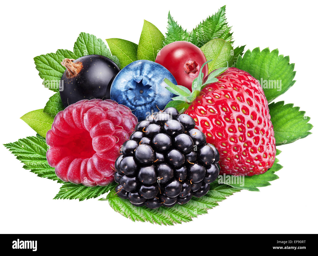 Berries on a white background. File contains clipping paths Stock Photo ...