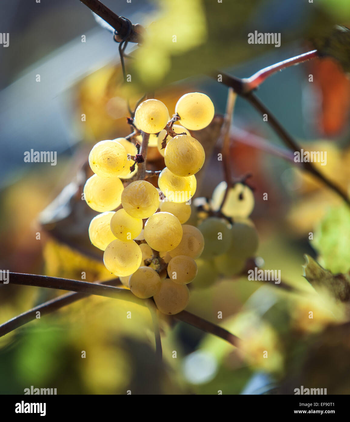 Small cluster of grapes at the sunlight. Muscat Stock Photo - Alamy