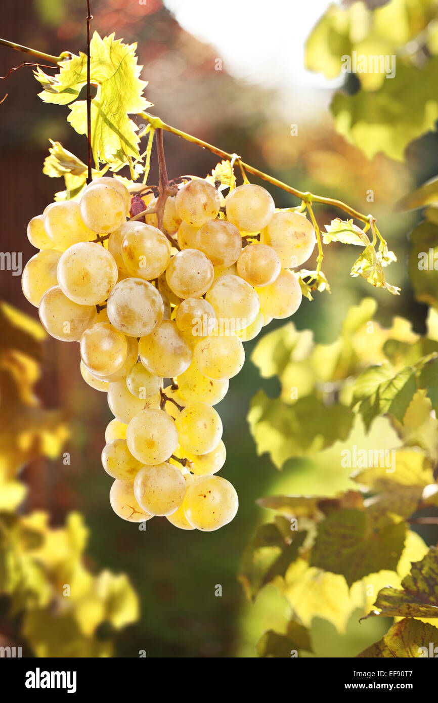 Small cluster of grapes at the sunlight. Muscat Stock Photo - Alamy