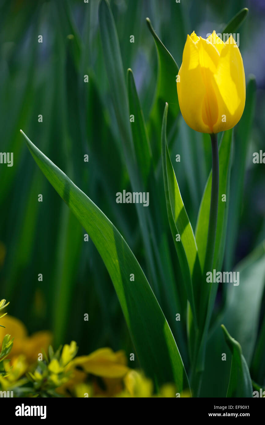 Yellow tulips in the garden Stock Photo - Alamy