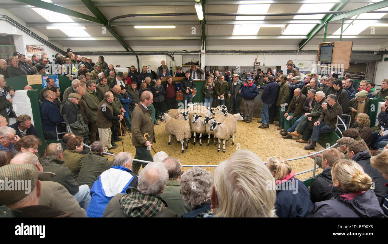 Mule gimmer lambs selling at Hawes auction, North Yorkshire, UK Stock ...