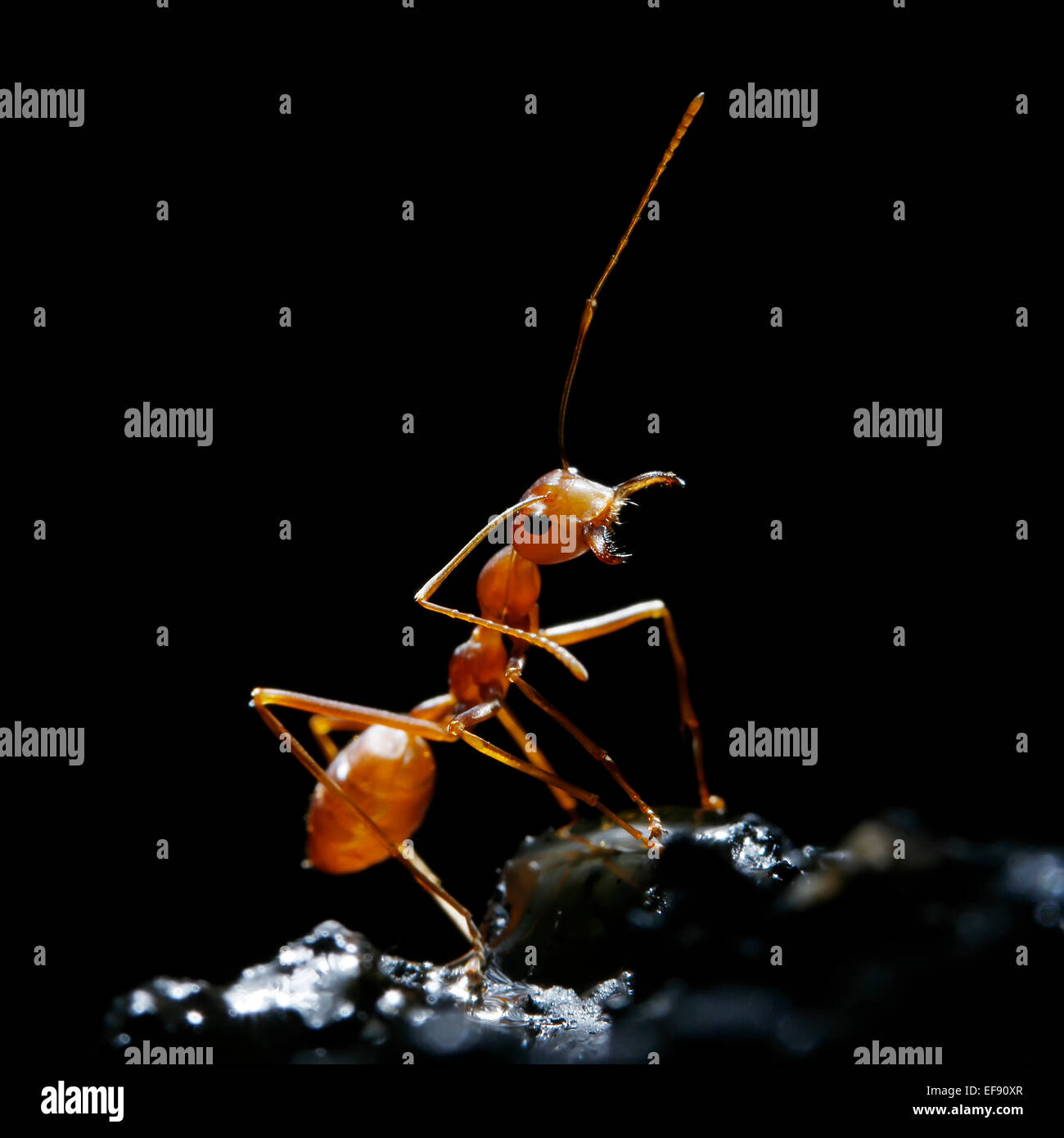 Ant journey hi-res stock photography and images - Alamy