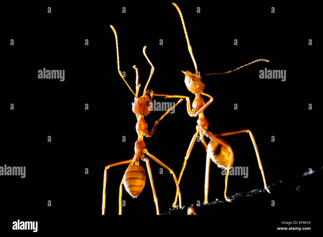 Red ants on black background Stock Photo - Alamy