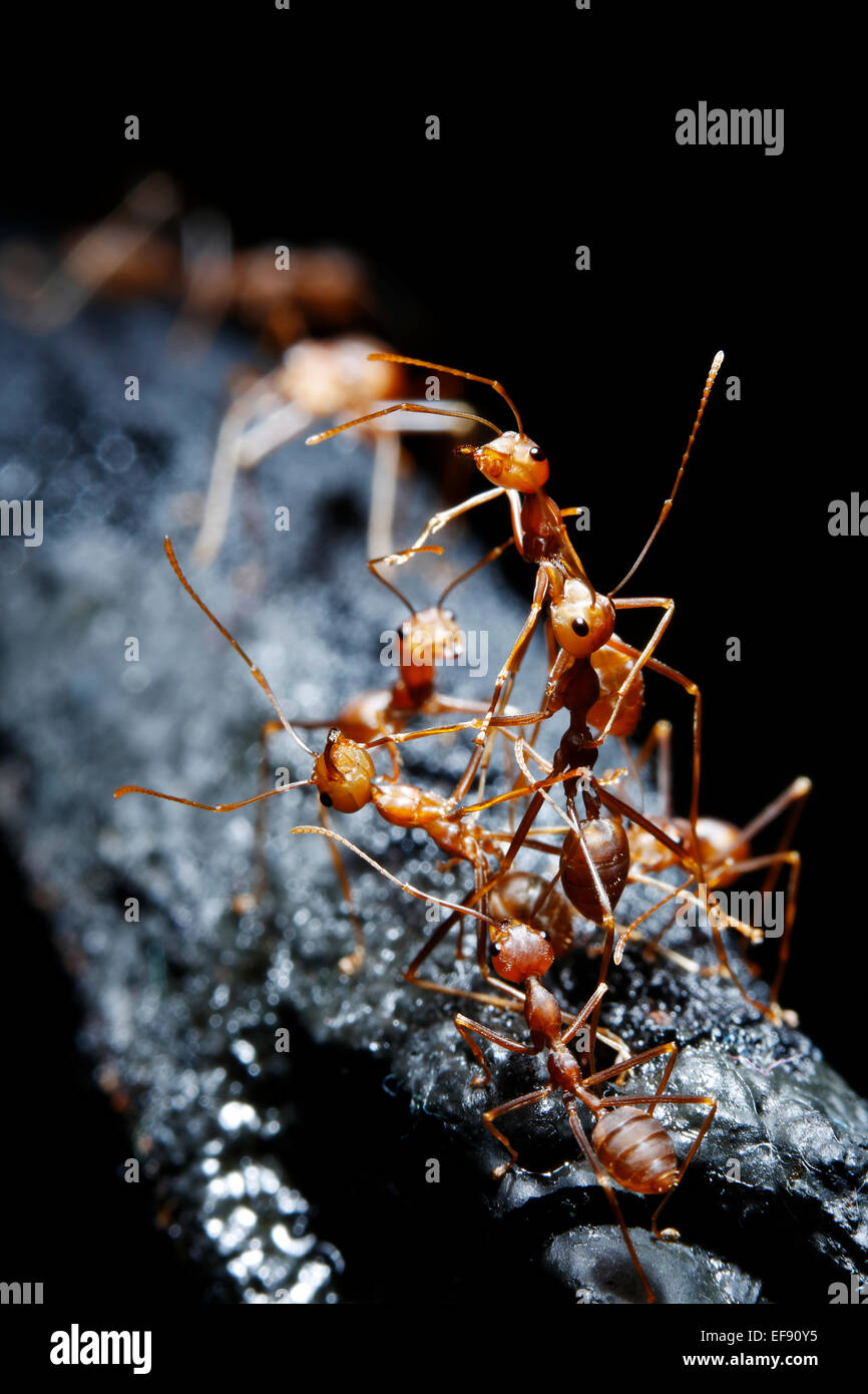 Red ants on black background Stock Photo - Alamy