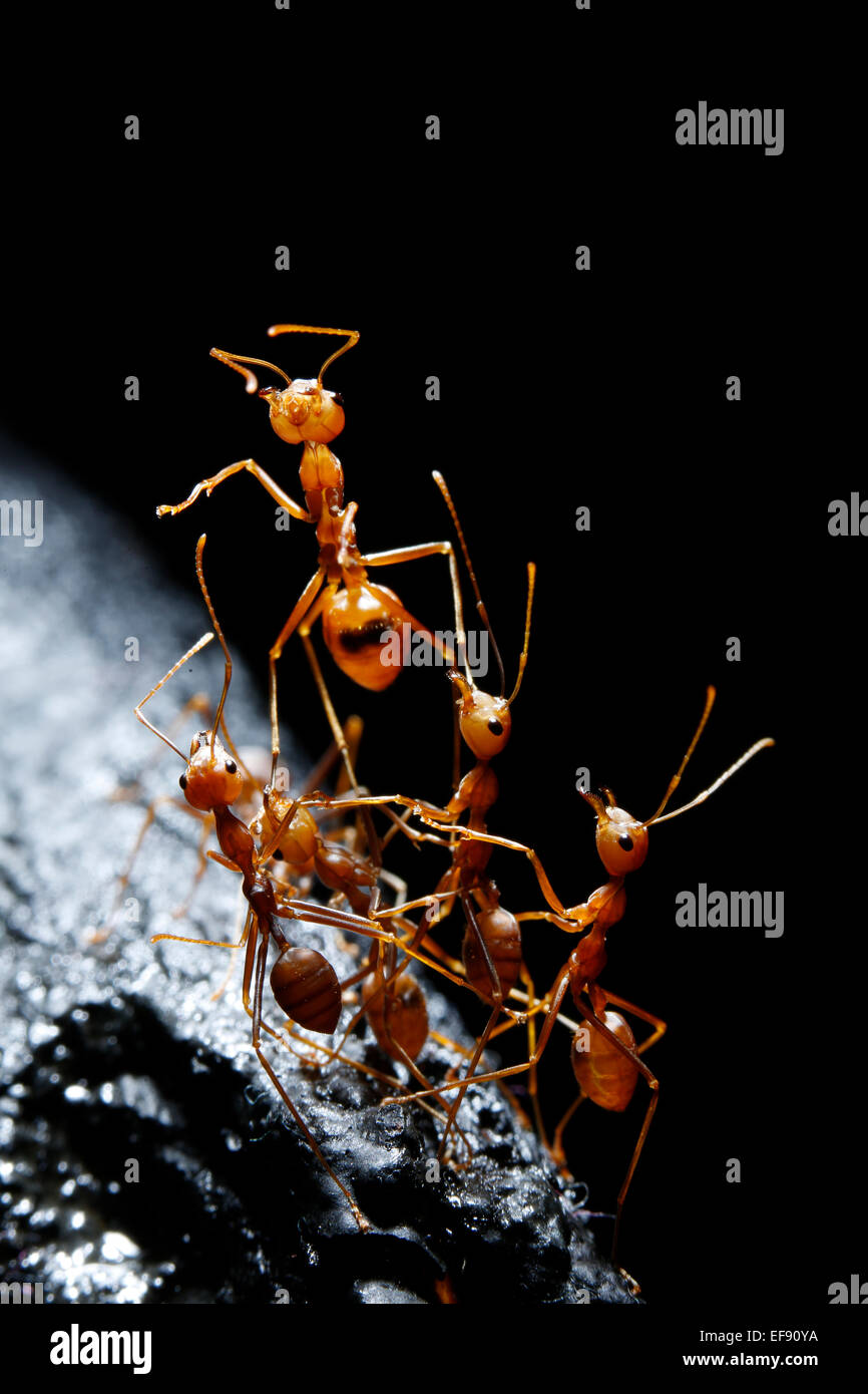 Red ants on black background Stock Photo - Alamy