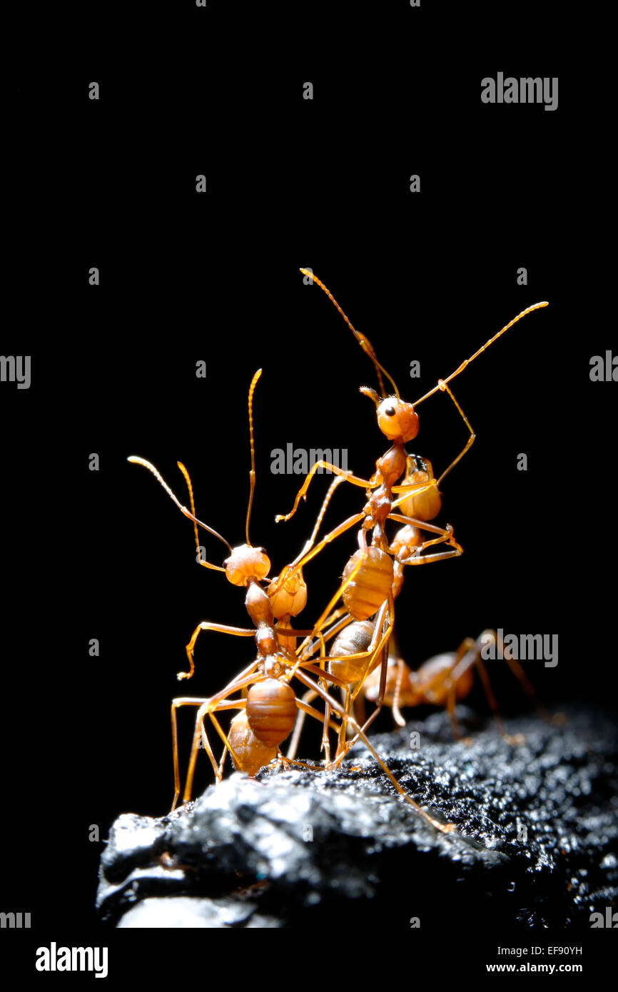Red ants on black background Stock Photo - Alamy