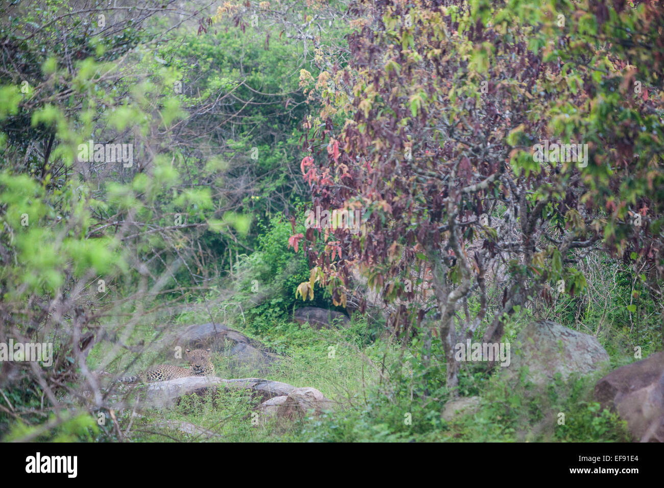 Spot the leopard. Where's the leopard? (bottom left) Sri Lankan leopard ...