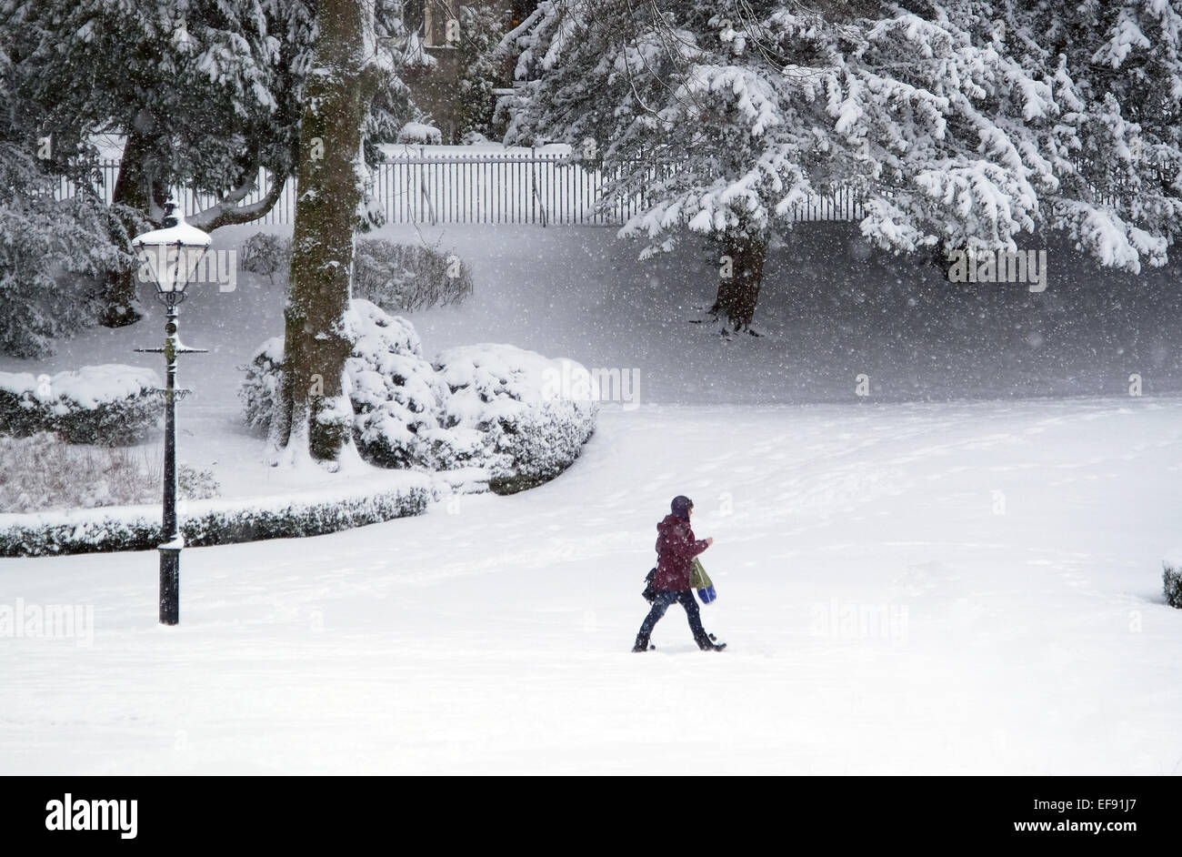 single figure walking through winter snow in Pavilion Gardens, Buxton ...