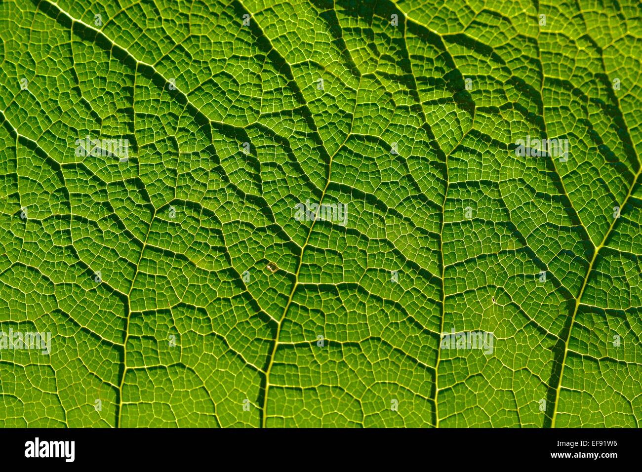 Vein pattern hi-res stock photography and images - Alamy