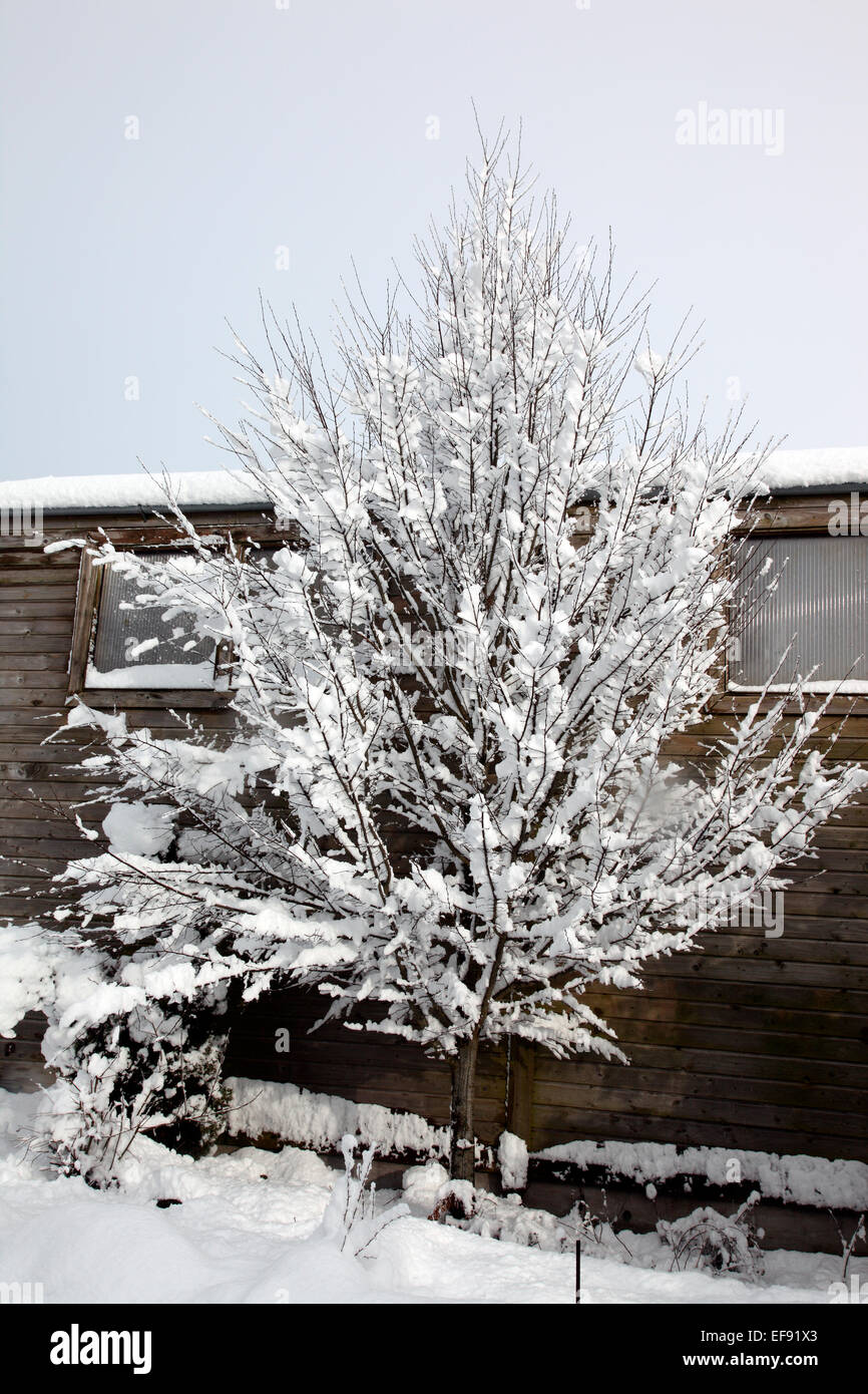 Hornbeam tree in snow Stock Photo - Alamy