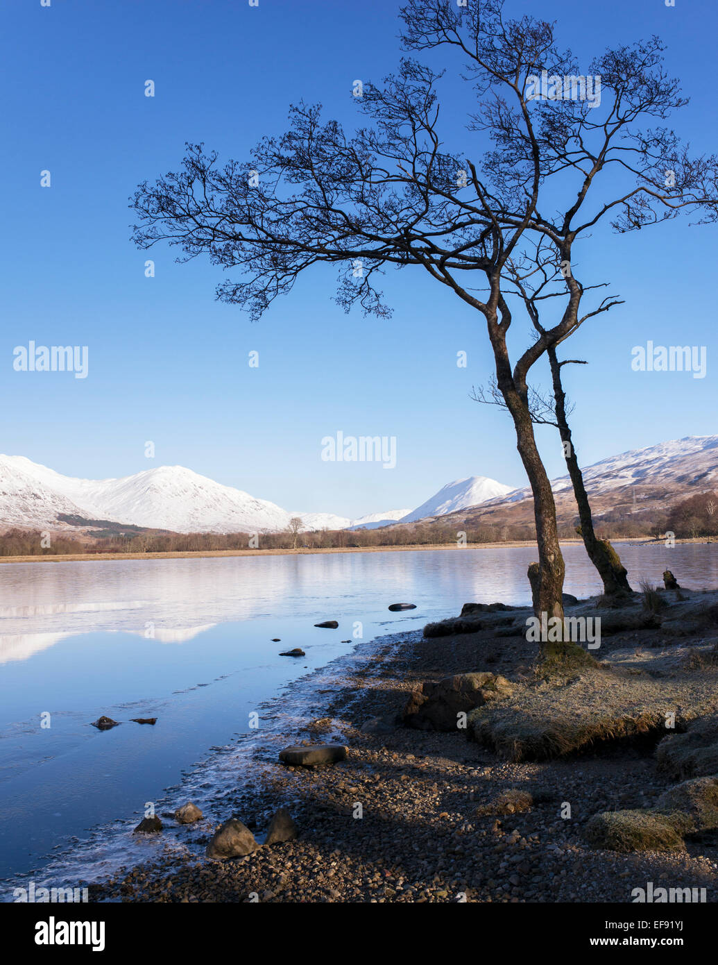 Winter tree on the shore of Loch Awe and snow covered mountains in ...