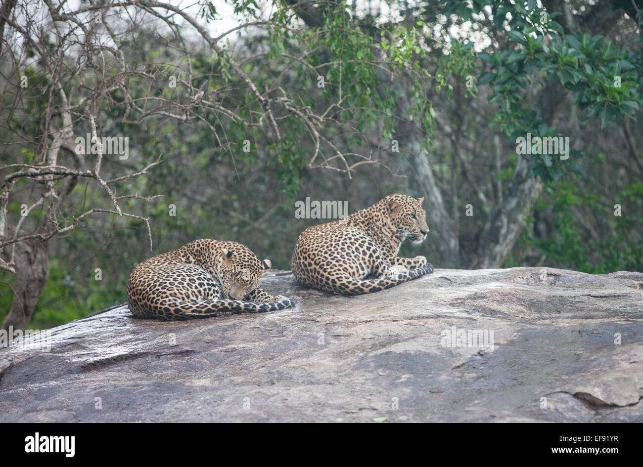 Yala leopards hi-res stock photography and images - Alamy