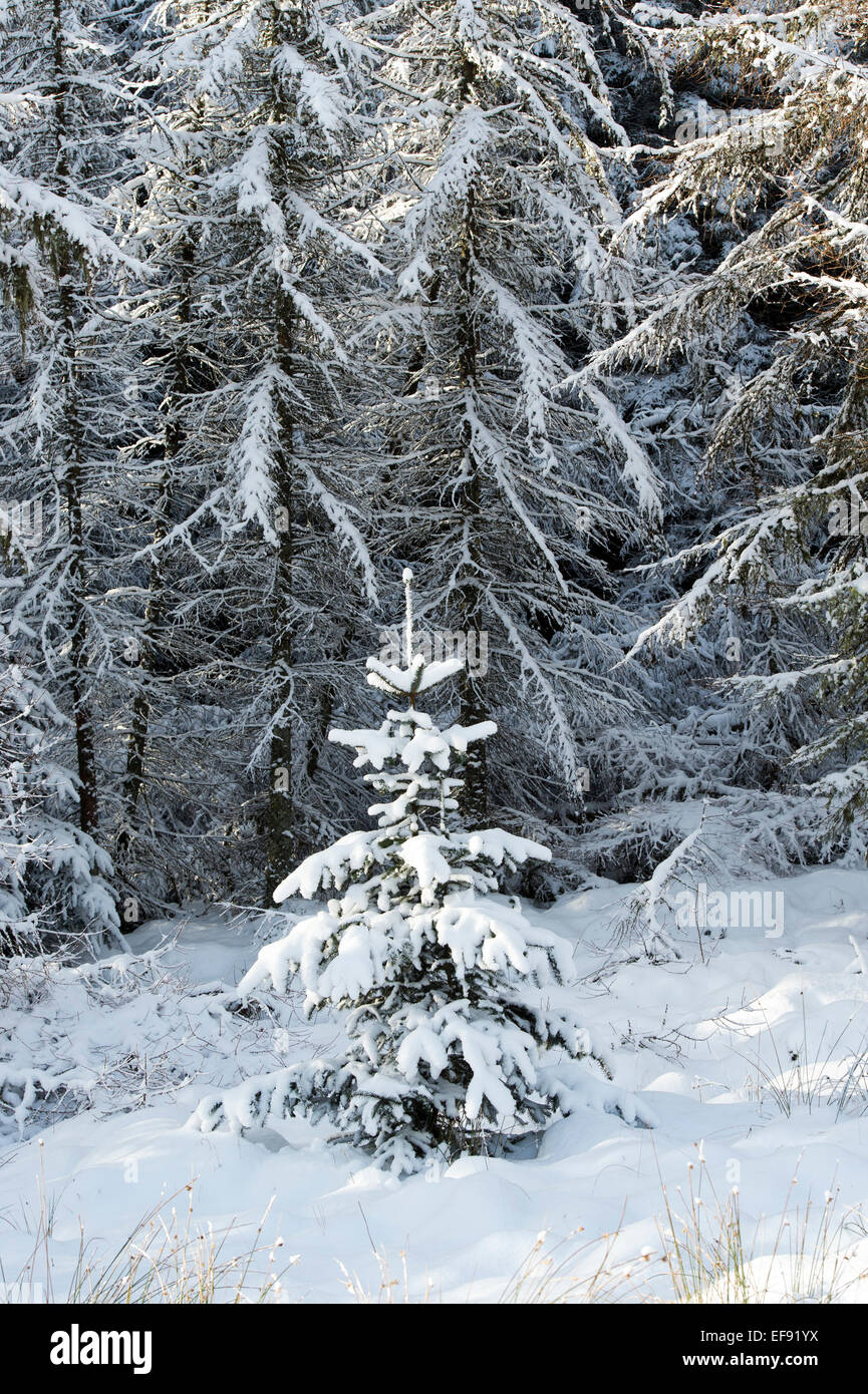 Snow covered pine tree in Scottish borders, Scotland Stock Photo - Alamy