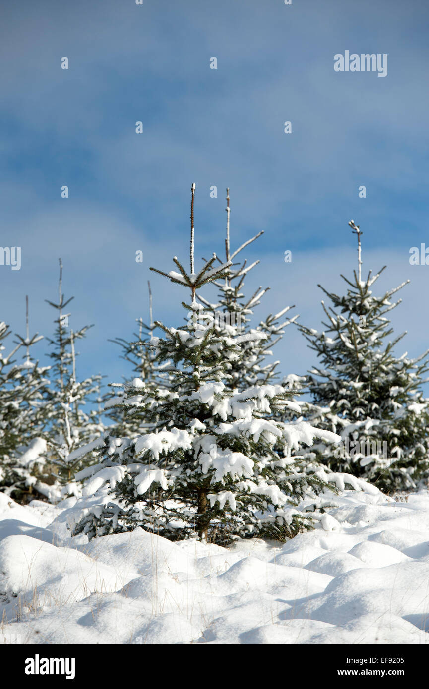 Pine trees in snow snowfall hi-res stock photography and images - Alamy