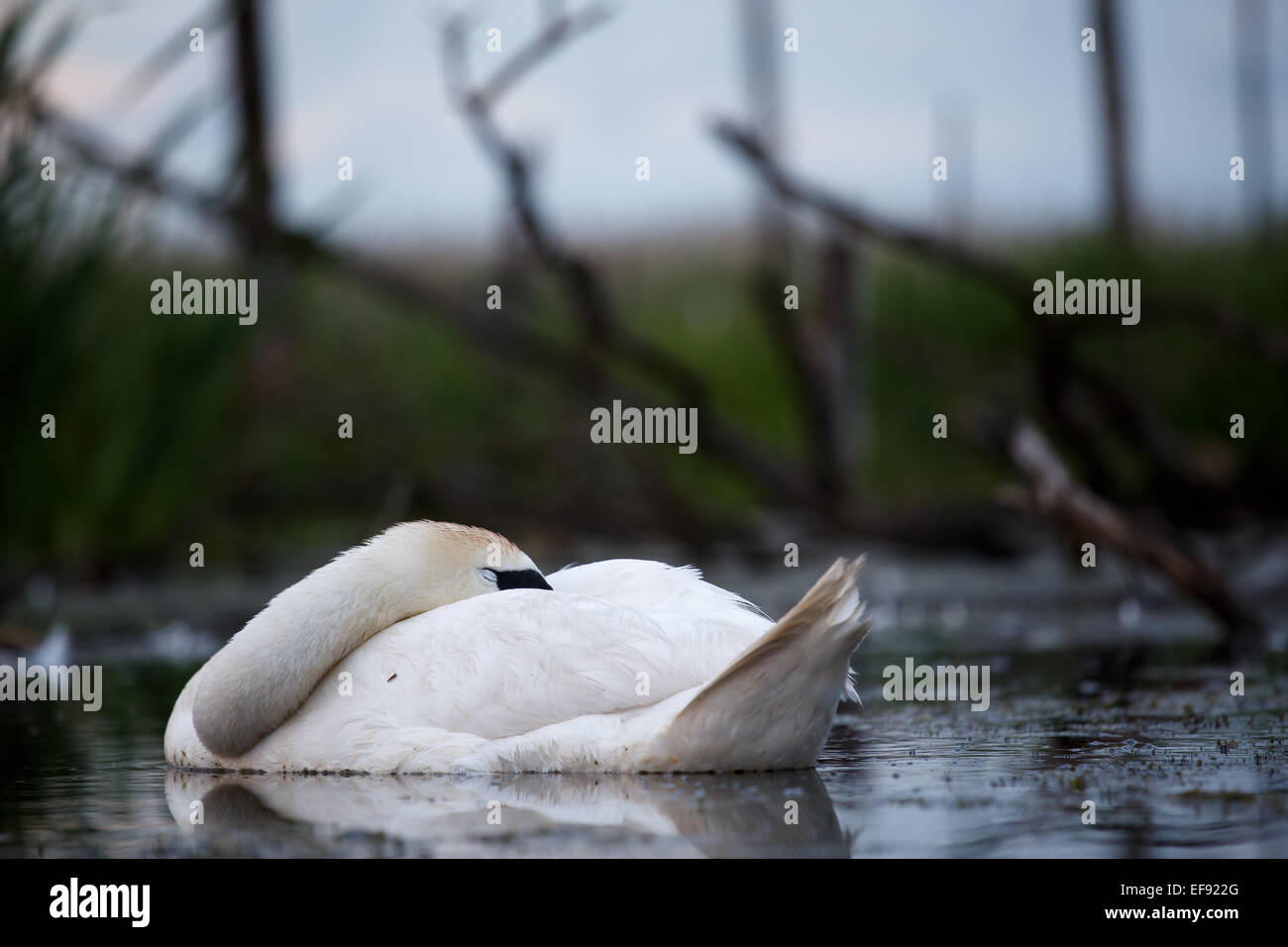 Mute swan sleeping Stock Photo - Alamy