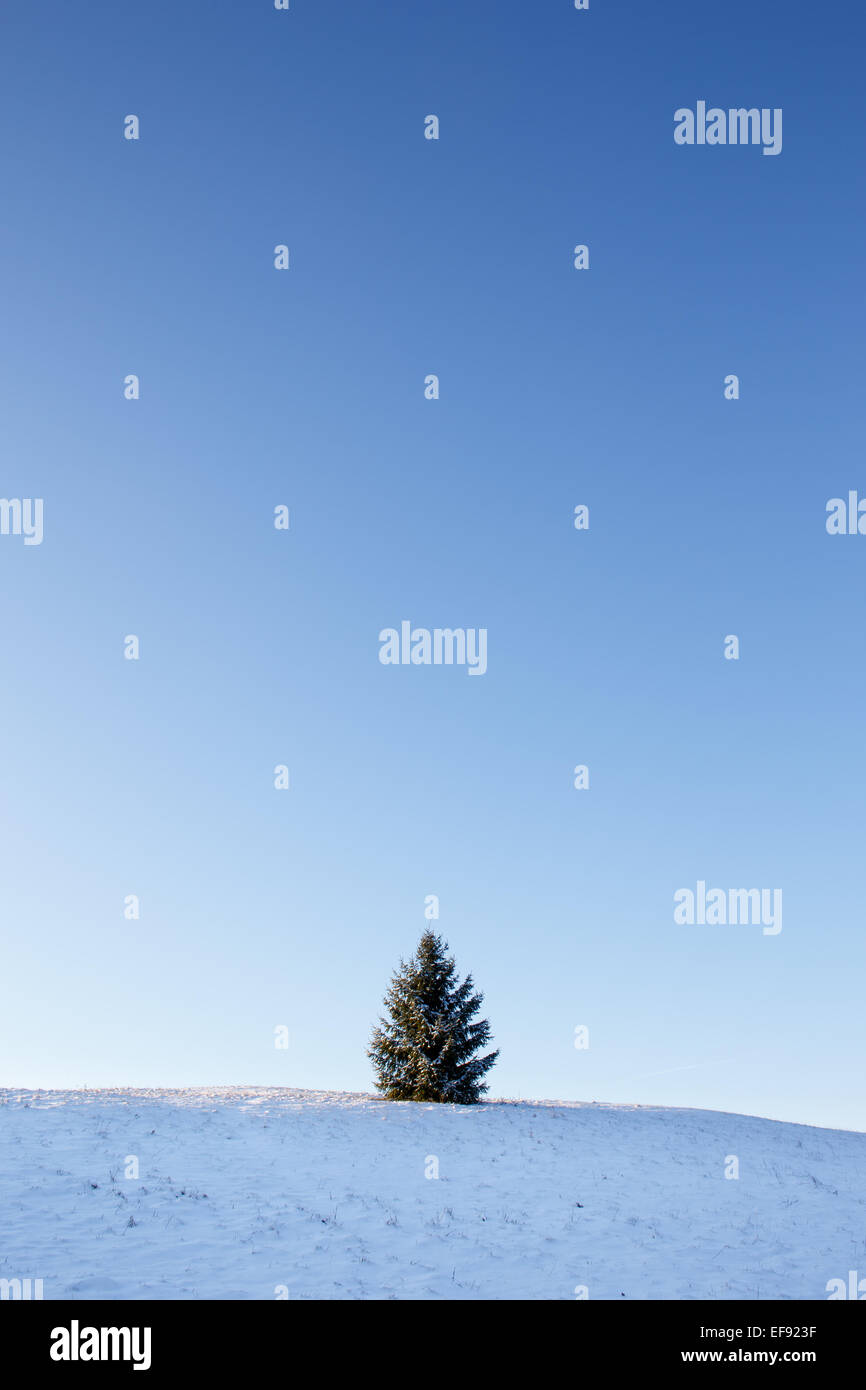 Lonely spruce hi-res stock photography and images - Alamy