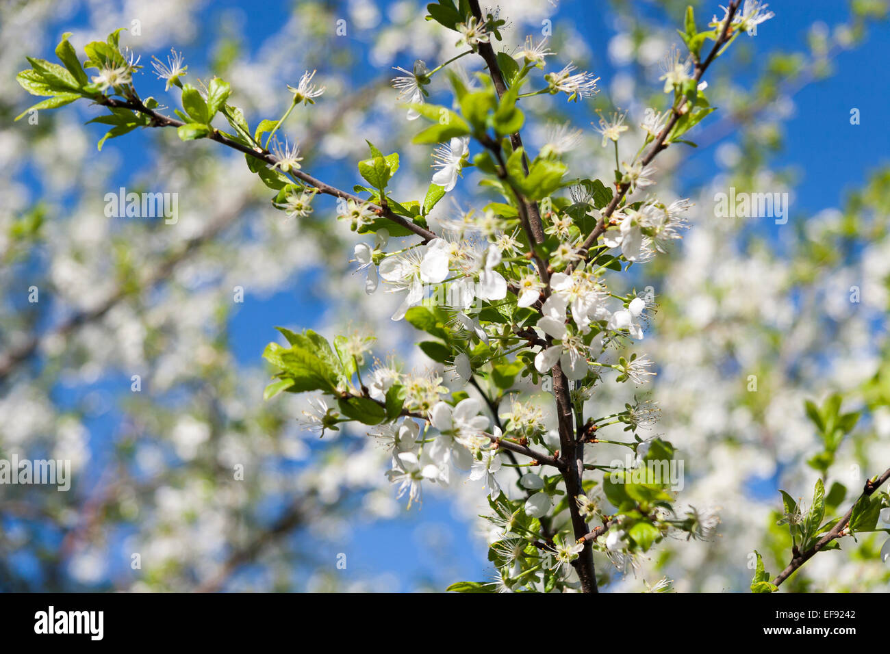Flowering Plum Tree Stock Photo - Alamy
