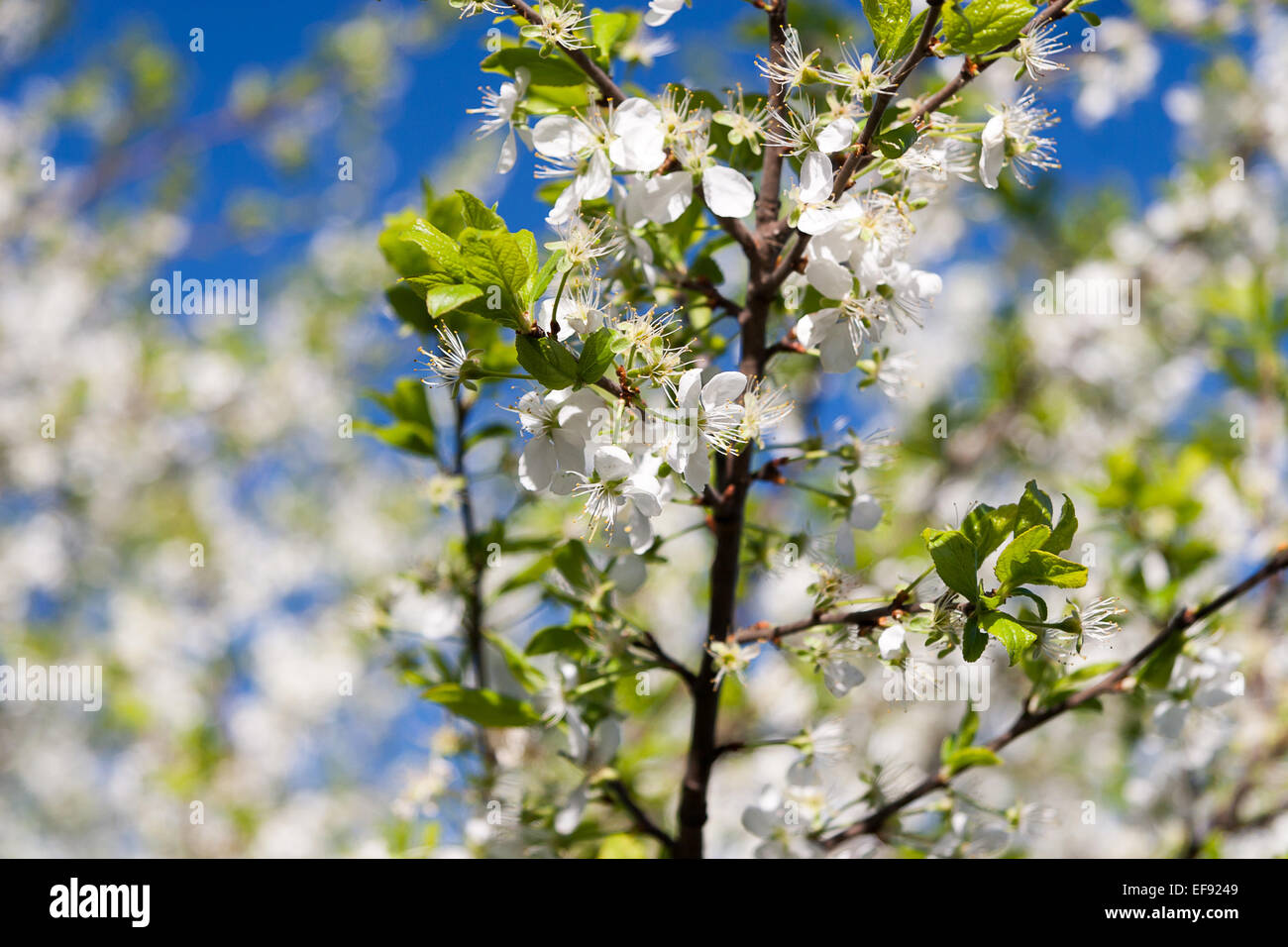Flowering Plum Tree Stock Photo - Alamy