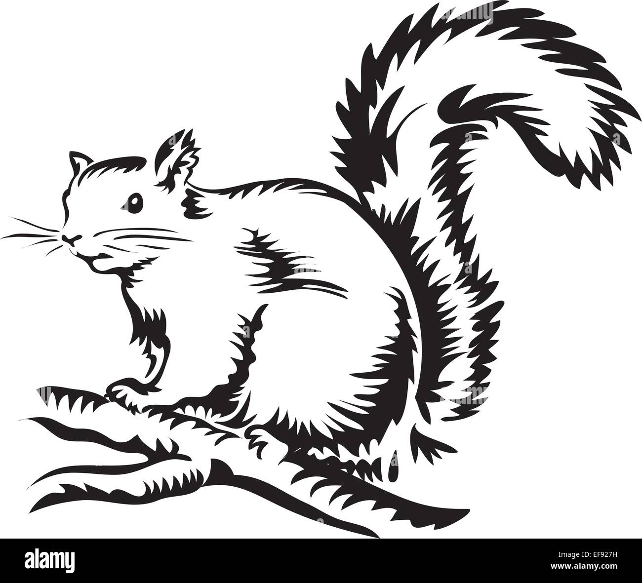 Squirrel on branch tree Stock Vector Images - Alamy