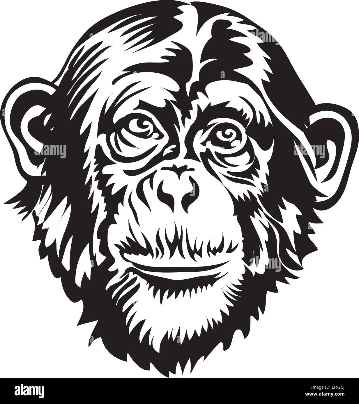 An ape's head Stock Vector Image & Art - Alamy