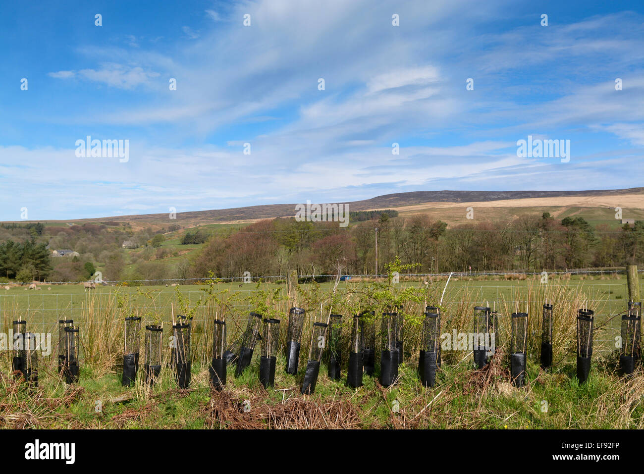 Rabbit hedge hi-res stock photography and images - Alamy