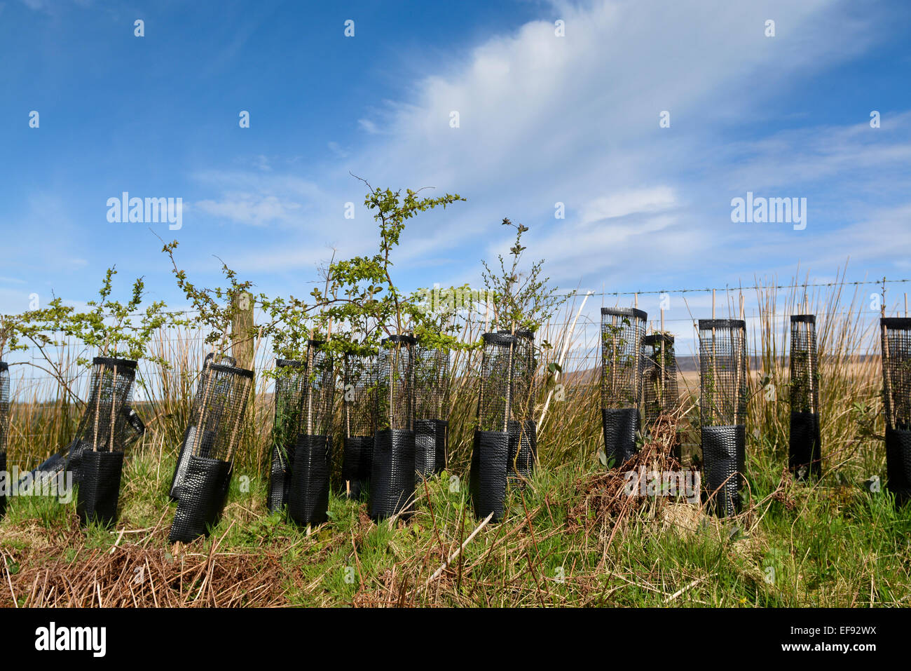 Newly planted saplings in hedge, with rabbit guards on Stock Photo - Alamy
