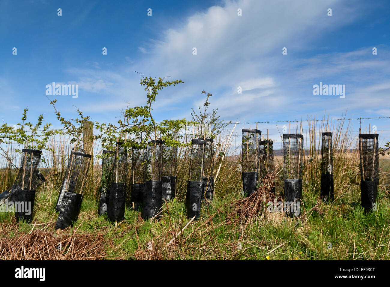 Hedge habitat hi-res stock photography and images - Alamy