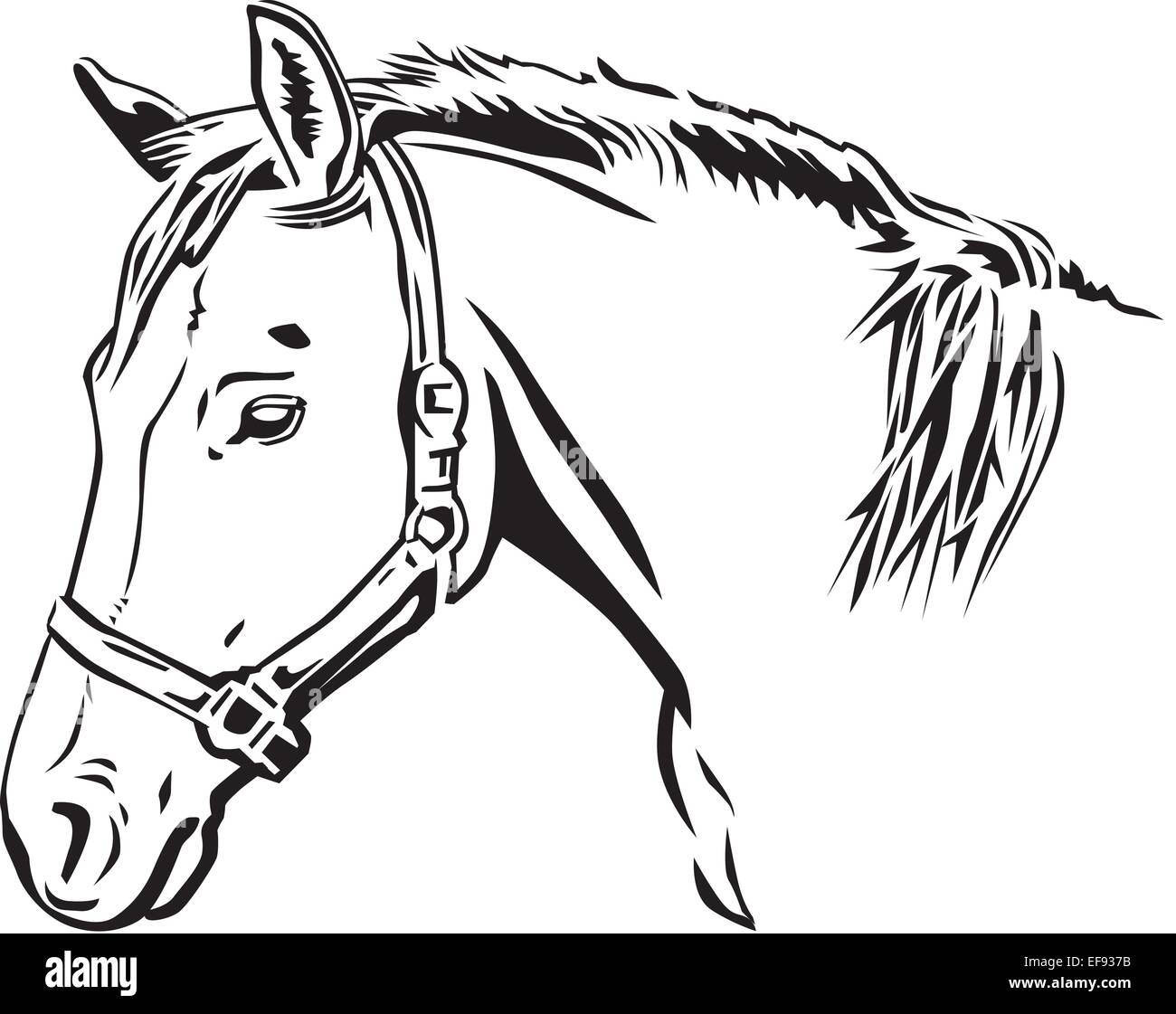 Single horse Cut Out Stock Images & Pictures - Alamy