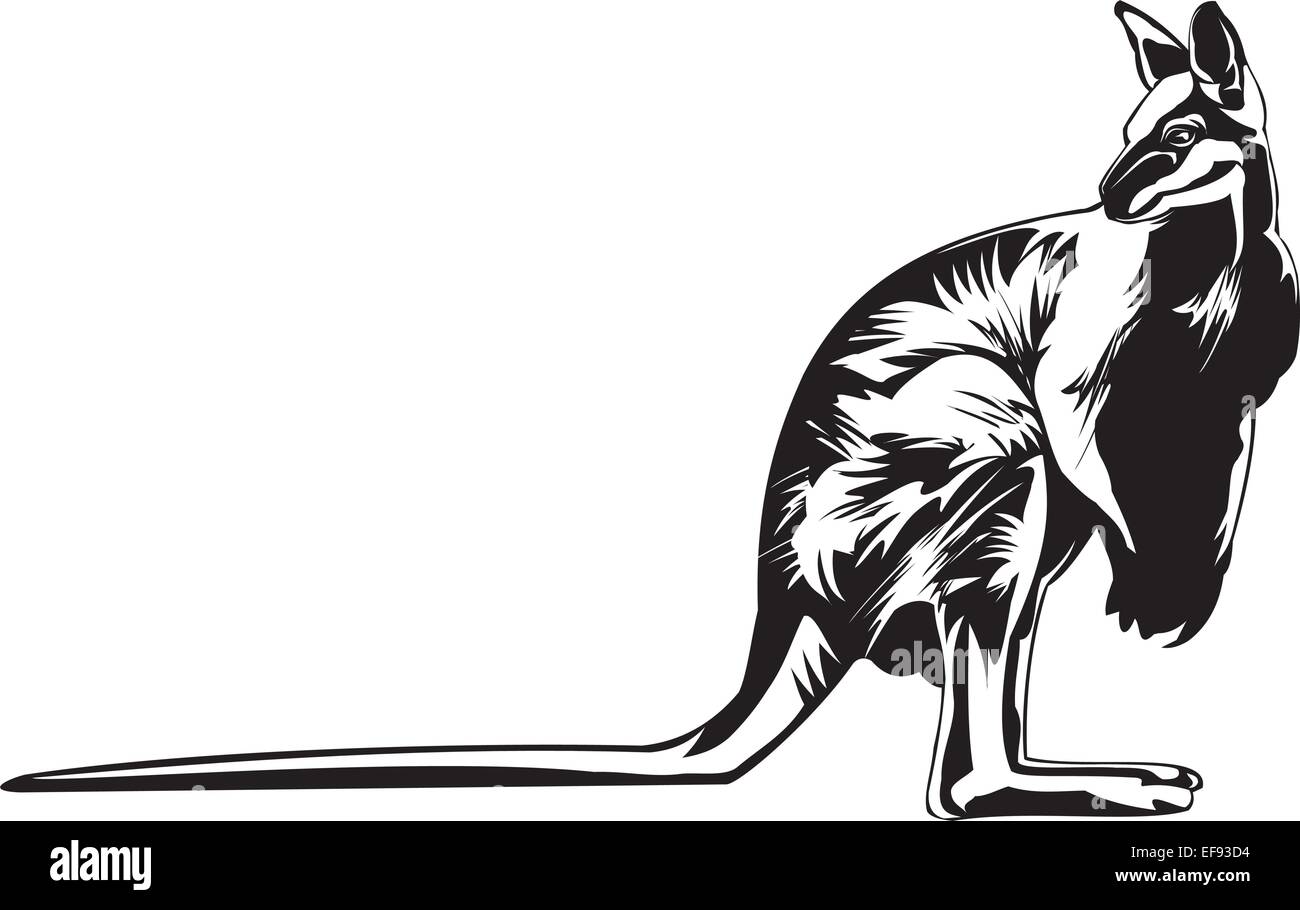 Kangaroo images Stock Vector Images - Alamy