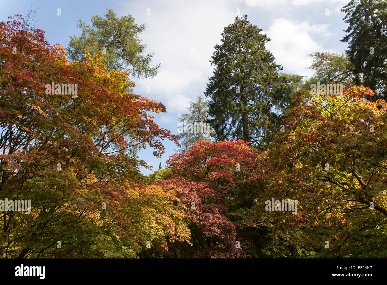 Looking up at Autumn trees showing the multiple colours on their leaves ...