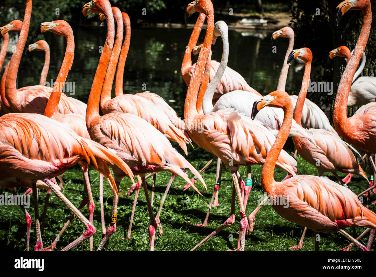 group of flamingos with long necks and beautiful plumage Stock Photo ...