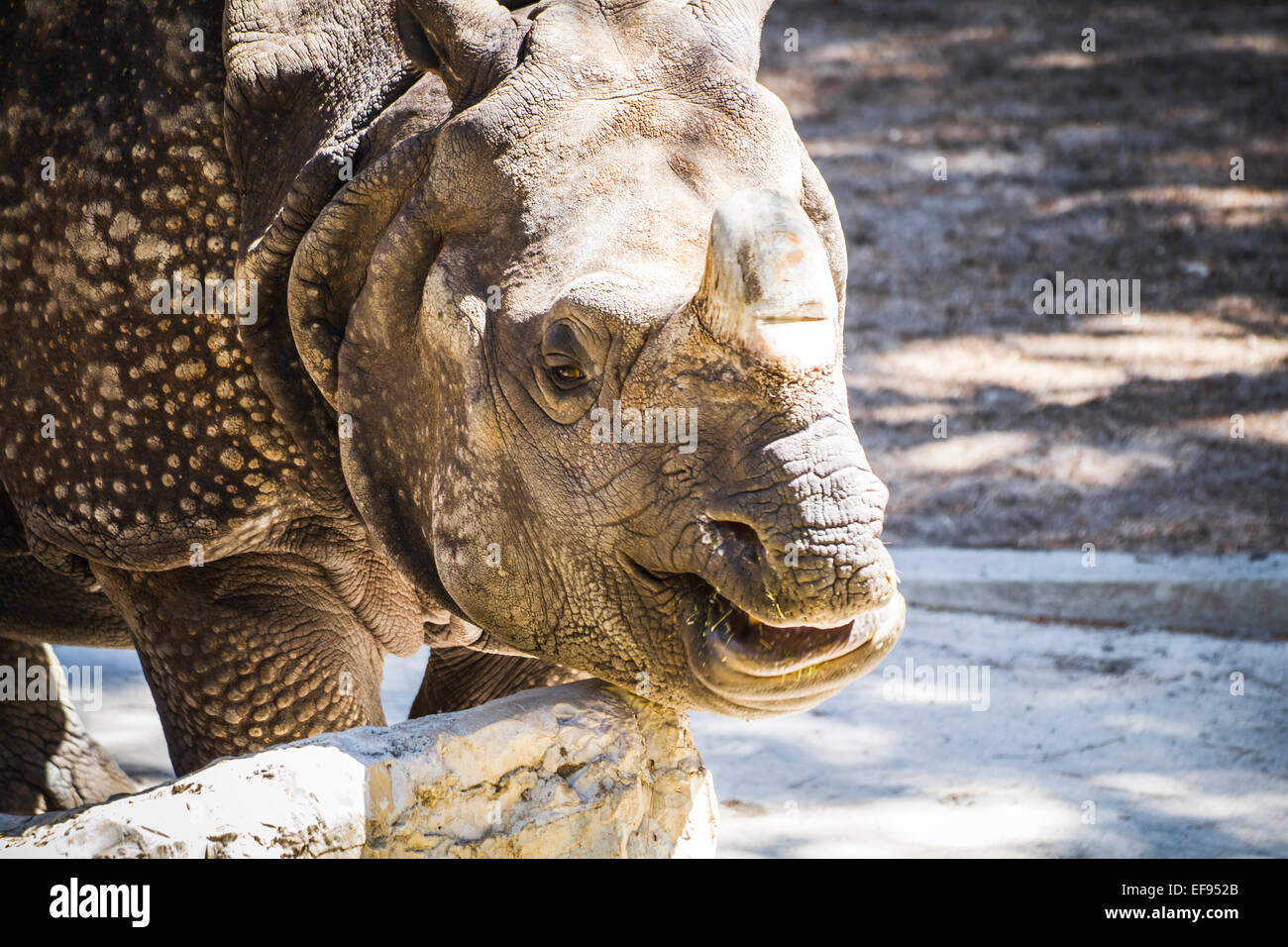 pachyderm, danger, Indian rhino with huge horn and armor skin Stock ...